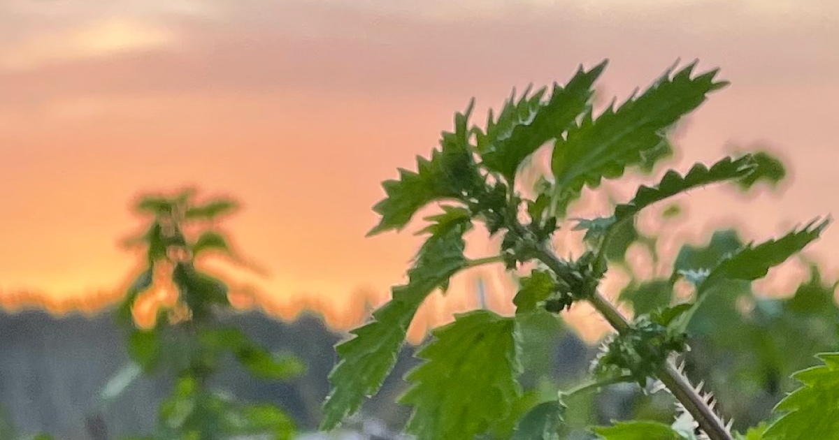 Super Simple Nettles Soup - Dandelion Herbal Center
