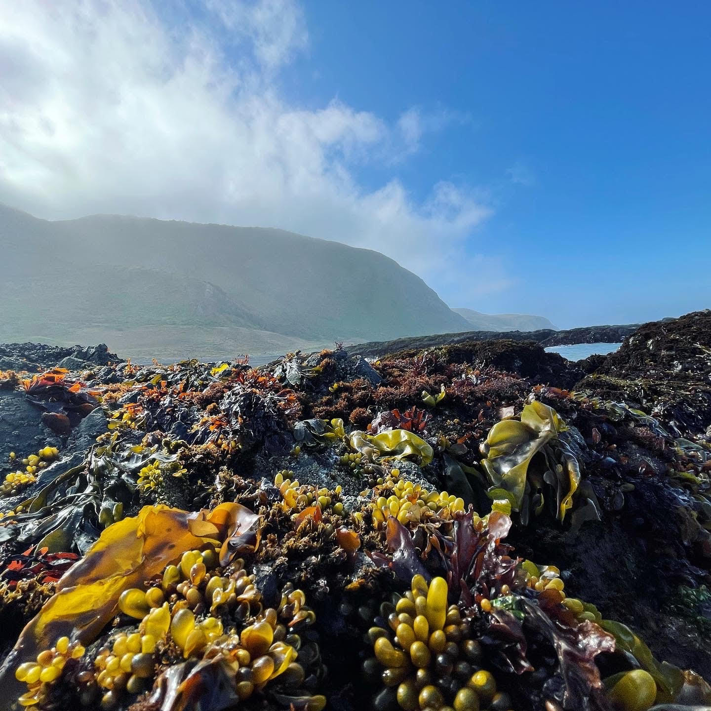 Seaweed with Allison Poklemba - Dandelion Herbal Center