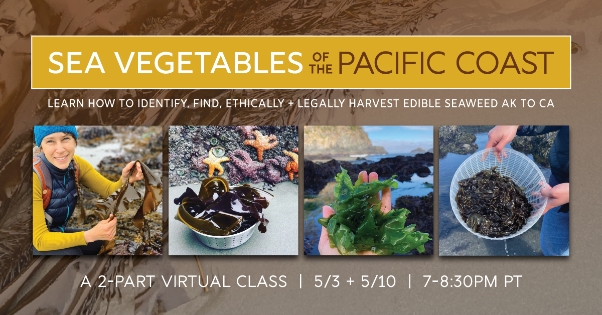 Sea Vegetables of the Pacific Coast - Dandelion Herbal Center