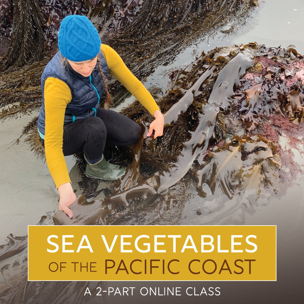 Sea Vegetables of the Pacific Coast - Dandelion Herbal Center